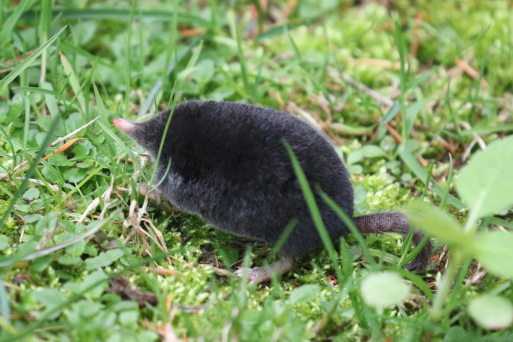 American Shrewmole (Neurotrichus gibbsii) - Know Your Mammals