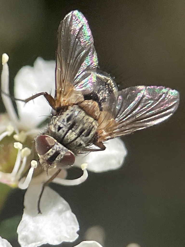 Flies from Verbena Ct, Frankston South, VIC, AU on November 10, 2023 at ...