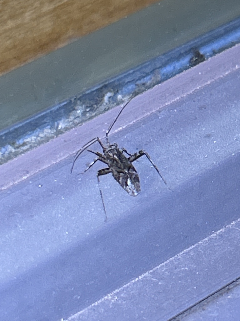 lime plant bug in November 2023 by Allison Ferris · iNaturalist