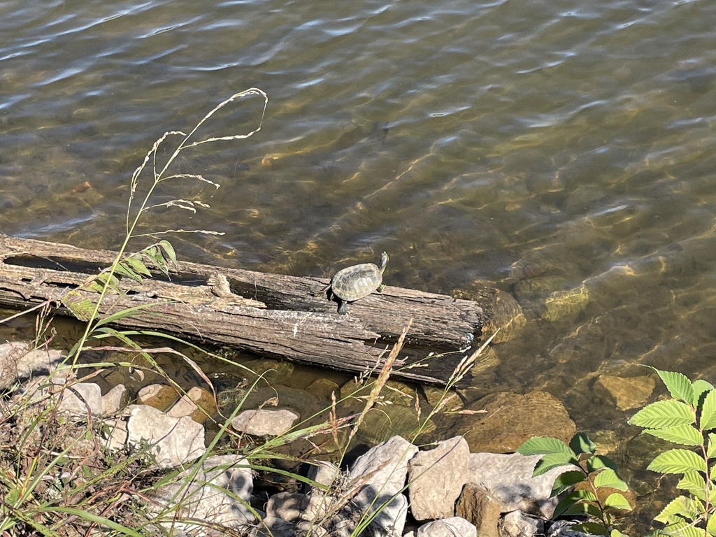 Deirochelyine Turtles from Shelby Farms Park, Memphis, TN, US on ...