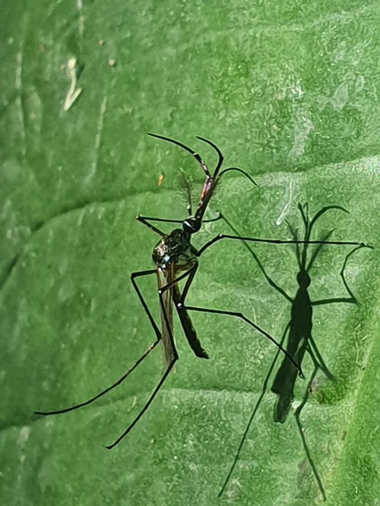 Elephant Mosquitoes from R4Q5+QWM UCR, Centro de Investigación Jardín ...