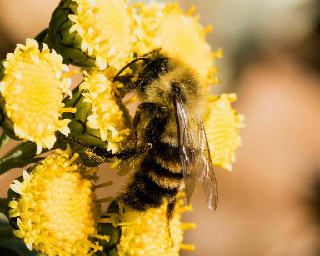 Common Eastern Bumble Bee from Bluemont, Arlington, VA, USA on November ...
