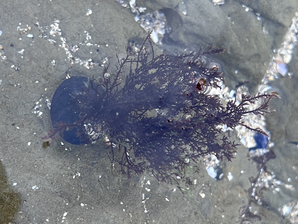 red algae from North Pacific Ocean, CA, US on November 9, 2023 at 12:39 ...