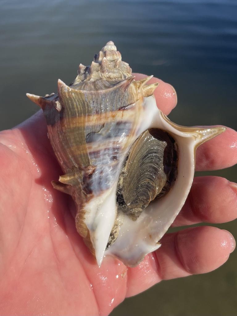 American Crown Conch from W Gandy Blvd, Tampa, FL, US on November 9 ...