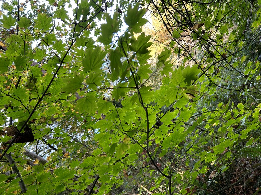 Vine Maple from Lake Forest Park, WA 98155, USA on October 18, 2023 at ...