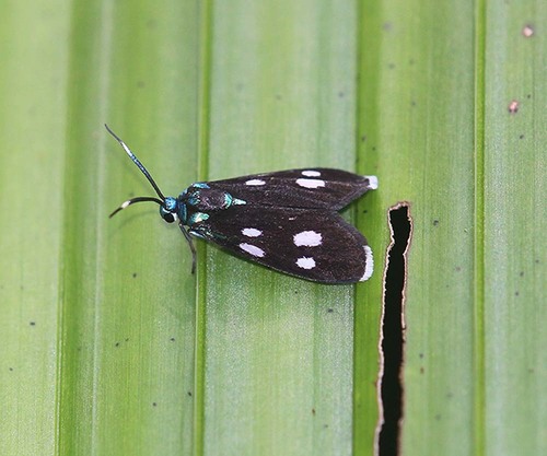 Clelea stipata · iNaturalist