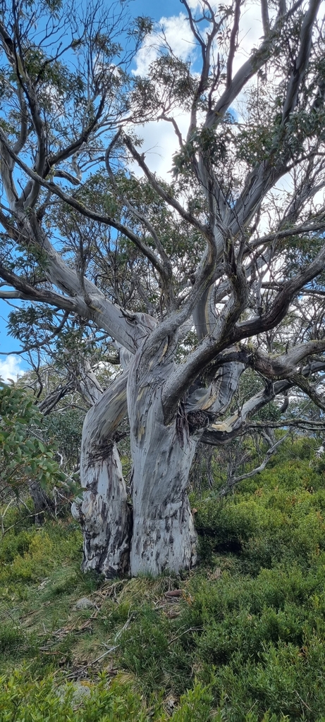 Snow Gum from Howitt Plains VIC 3858, Australia on November 10, 2023 at ...