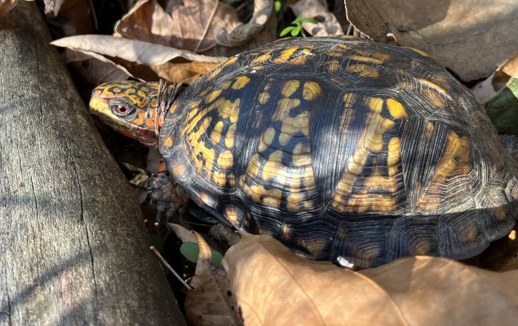 Common Box Turtle in November 2023 by Robby Deans · iNaturalist