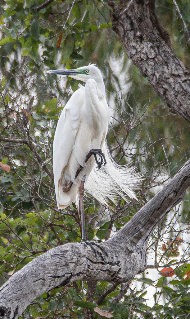 Eastern Great Egret from Mount Stanley QLD 4314, Australia on November ...