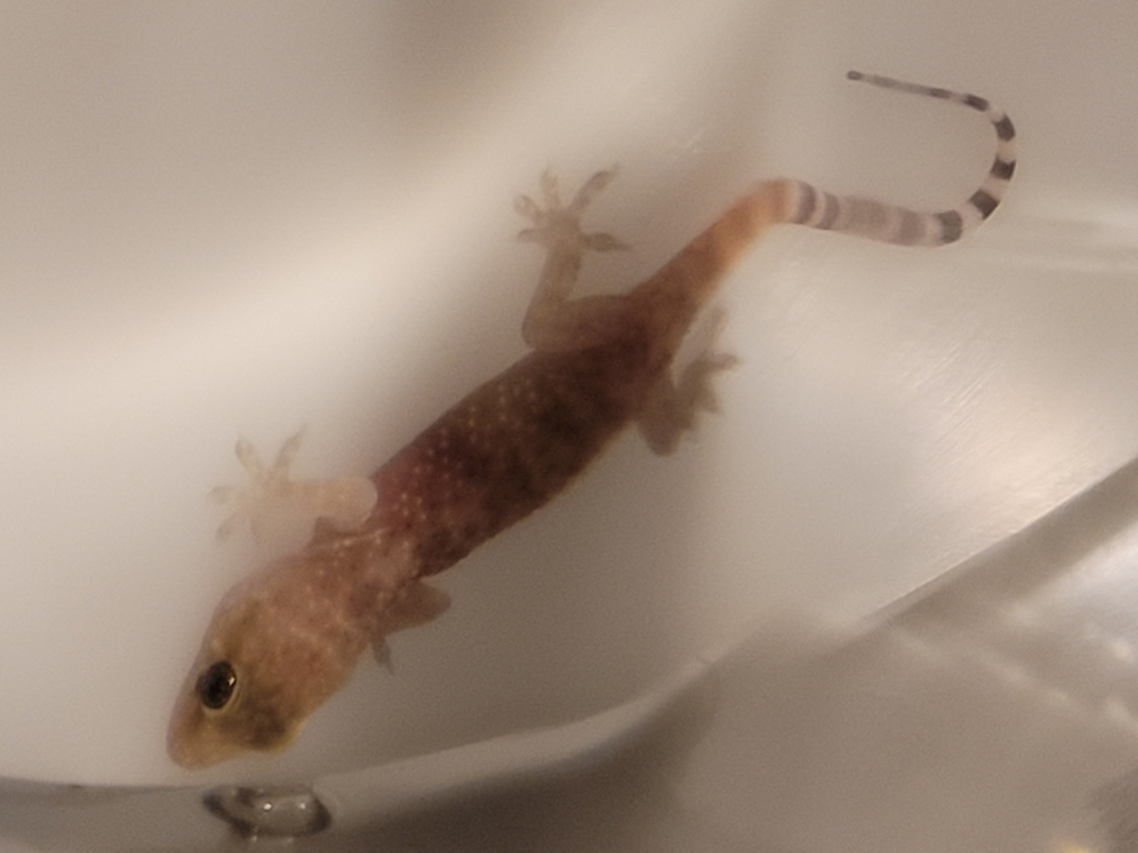 Mediterranean House Gecko from Mission, TX, USA on November 9, 2023 at ...