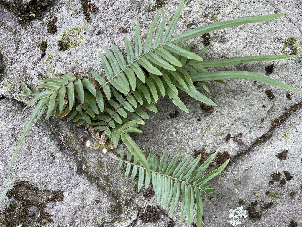 ladder fern from 臺灣島, 內湖區, TPE, TW on November 10, 2023 at 11:10 AM by ...