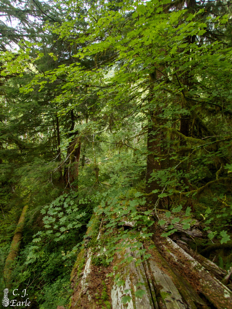 Vine Maple from Grays Harbor County, WA, USA on August 29, 2023 at 02: ...