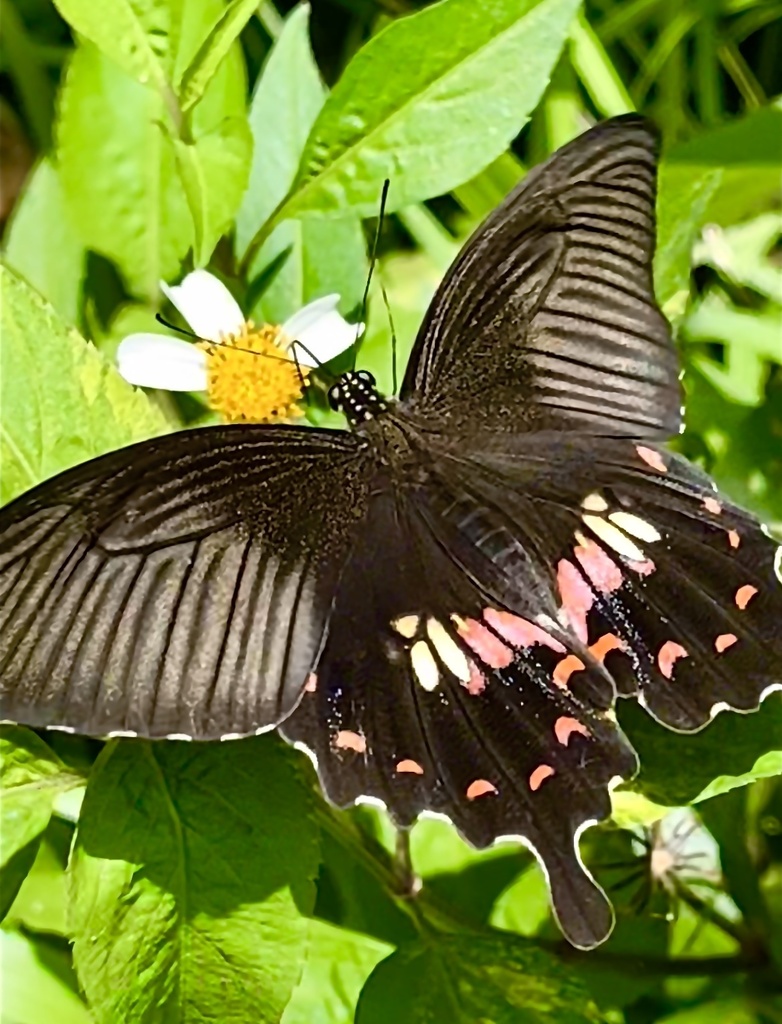 Common Mormon Swallowtail from Shimoseido, Chatan, Nakagami-Gun ...