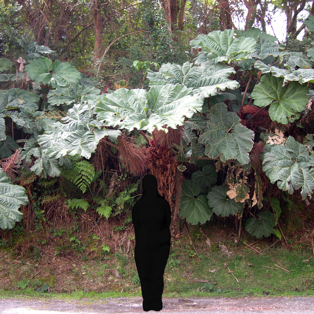 poor man's umbrella from Volcan Poas, Alajuela Province, Poás, Costa ...