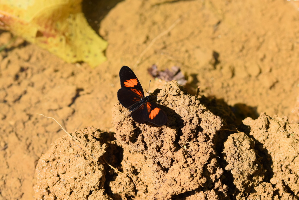 Castilia perilla from Nangaritza, Ecuador on October 20, 2023 at 02:46 ...