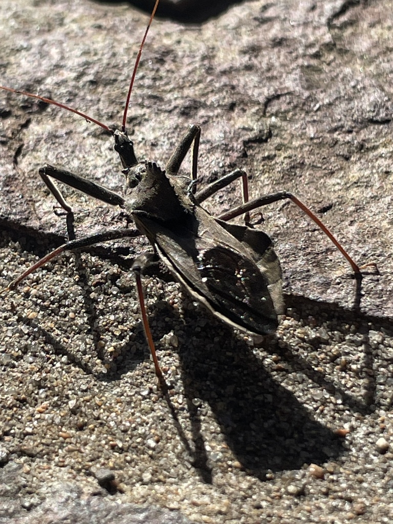 North American Wheel Bug from Petit Jean State Park, Morrilton, AR, US ...