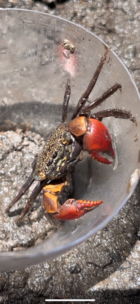 Parasesarma longicristatum from Deeral, QLD, AU on October 24, 2023 at ...