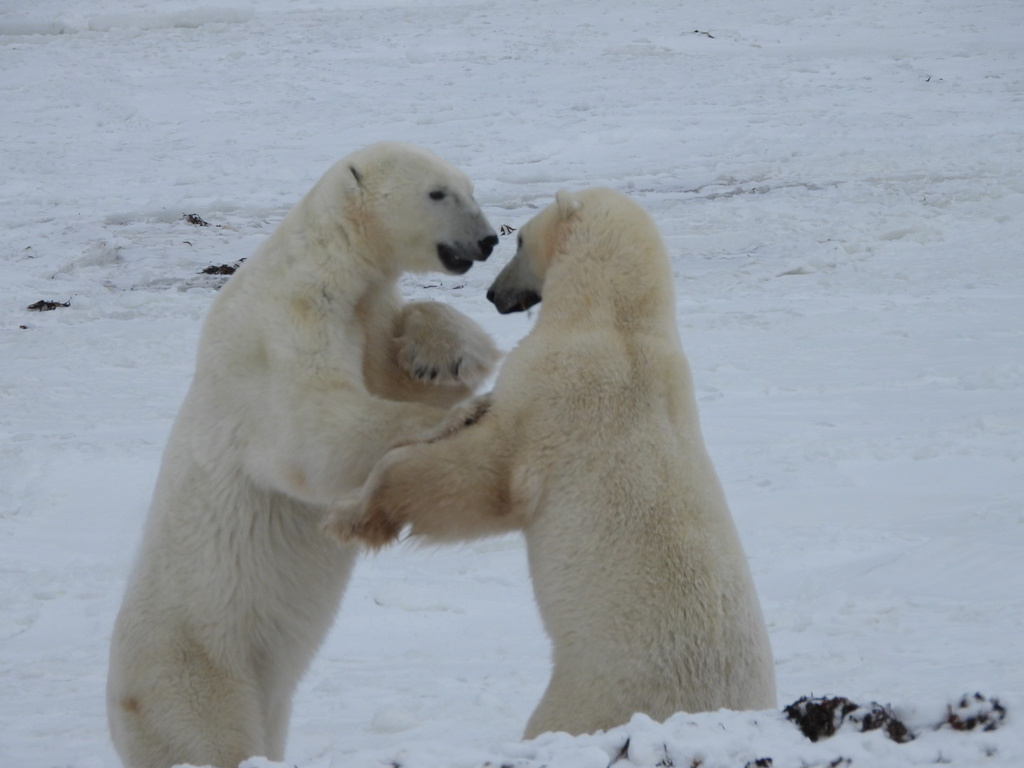 Polar Bear from Division #23, Unorganized, MB, CA on November 8, 2023 ...