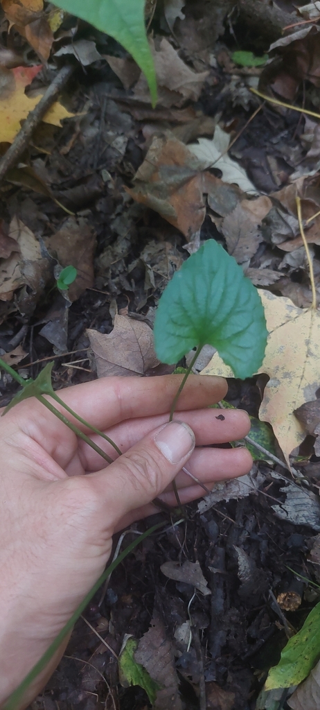 Le Conte's Violet in October 2023 by Derek Ziomber · iNaturalist
