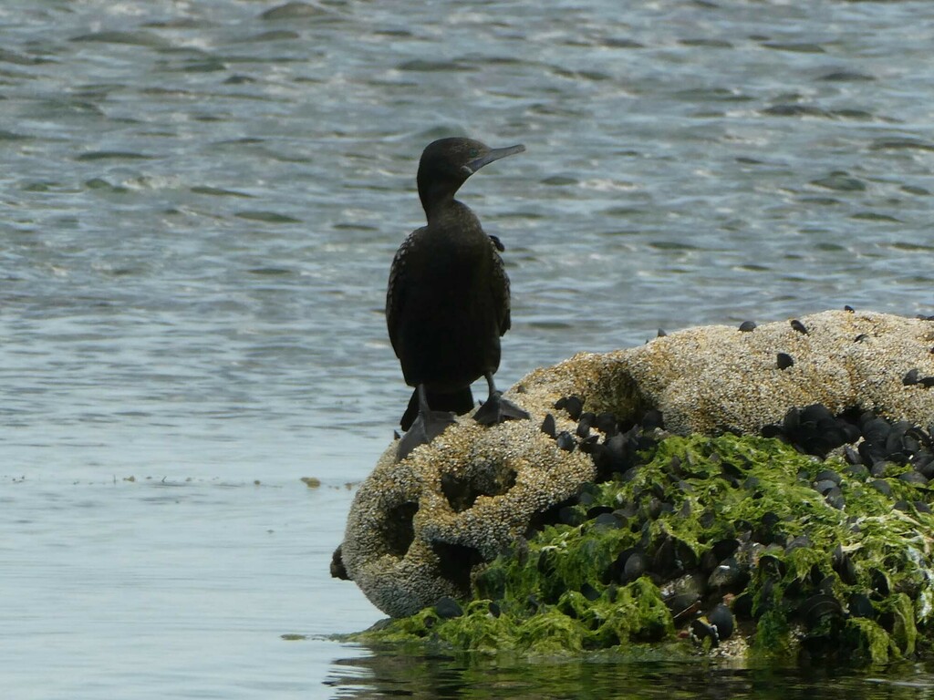 Little Black Cormorant from Hobsons Bay - Altona, AU-VI, AU on November ...