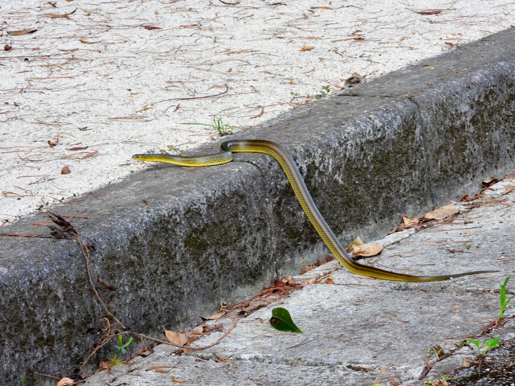 Ryukyu Green Snake from Hentona, Kunigami, Kunigami District, Okinawa ...