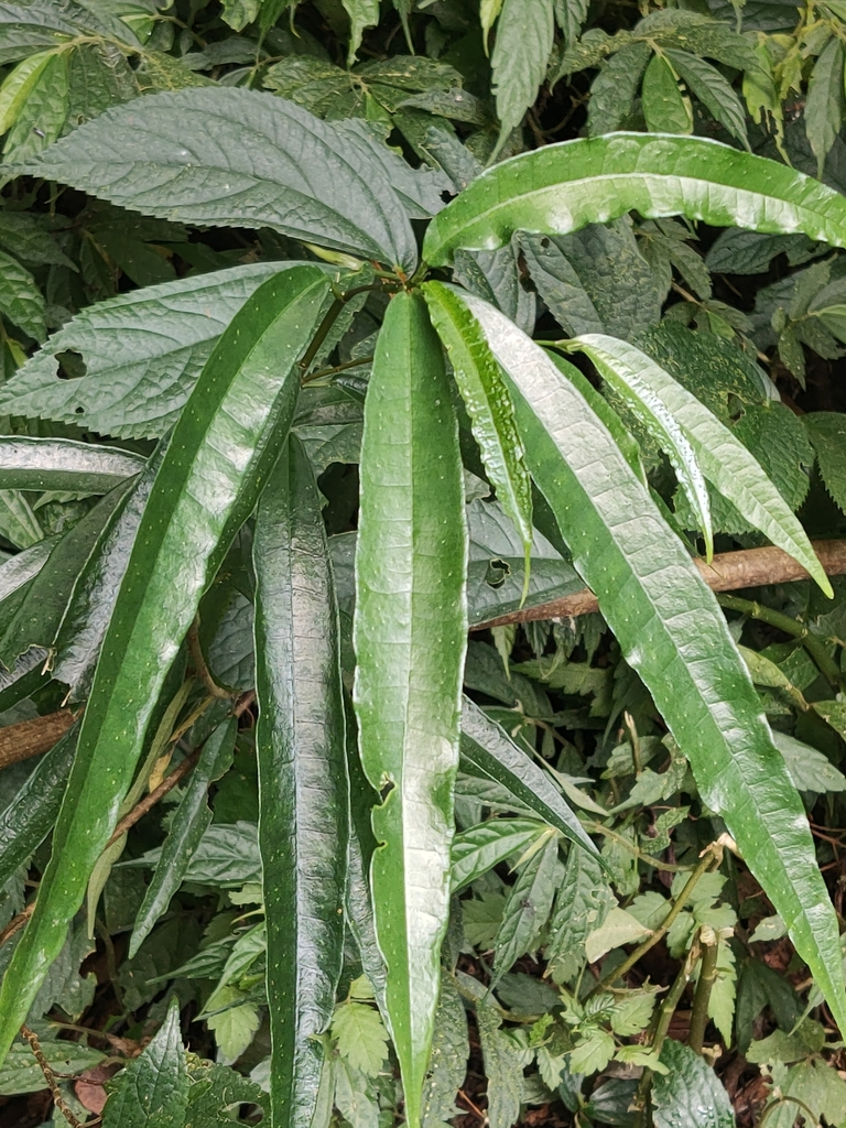 Ficus formosana from 233台灣新北市烏來區烏來里 on November 10, 2023 at 01:55 PM by ...