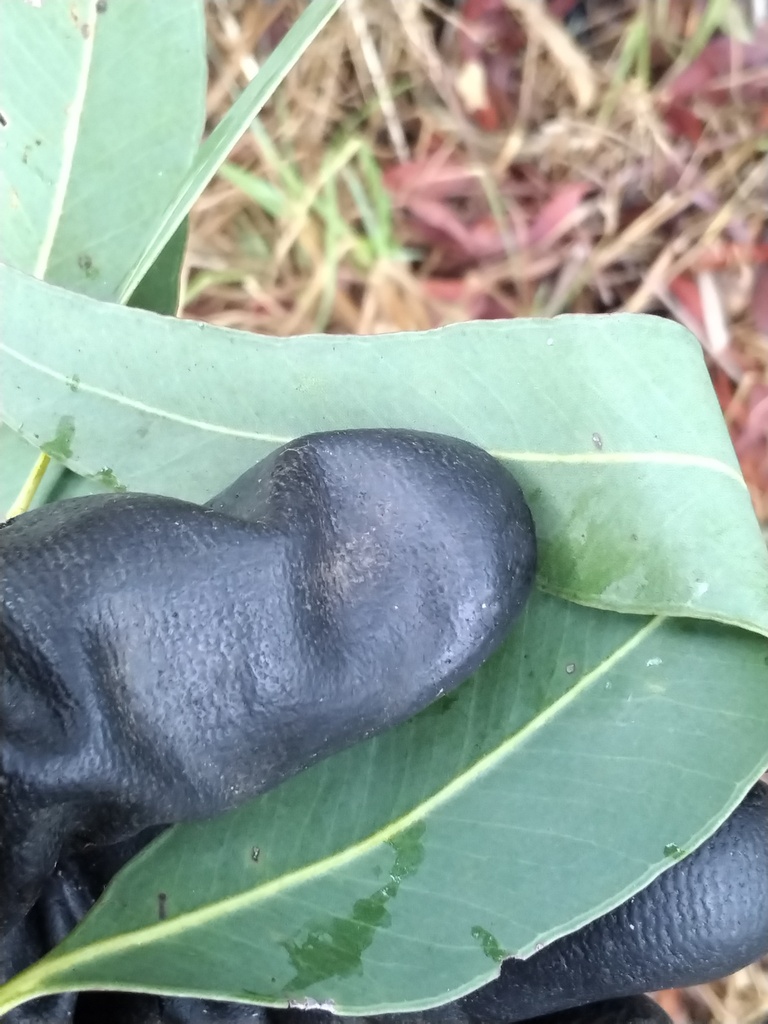 Grey Ironbark from Sydney NSW, Australia on November 10, 2023 at 07:59 ...