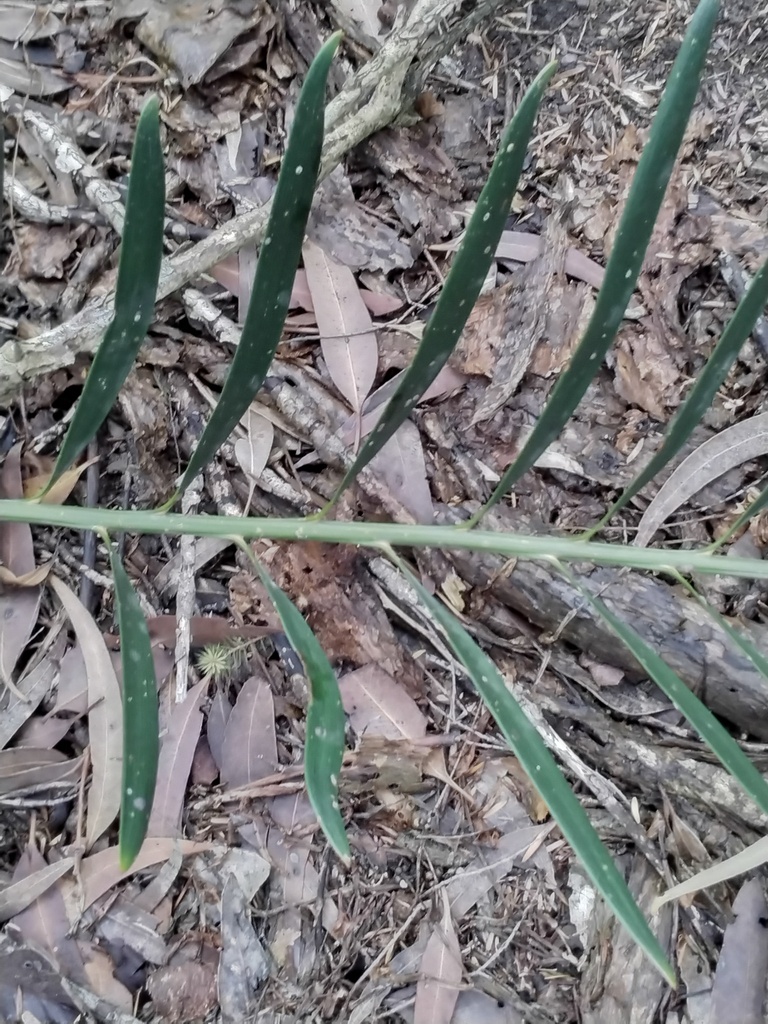 burrawang from Sydney NSW, Australia on November 10, 2023 at 08:30 AM ...