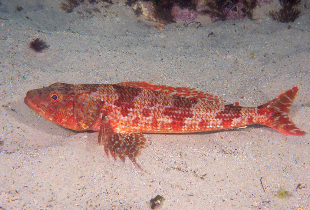 Sergeant Baker from "Clovelly, Sydney, Australia" on September 29, 2023 ...