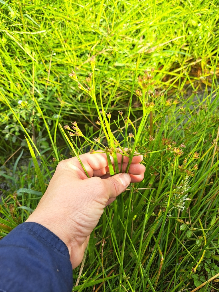 branching rush from Rodney, NZ-AU, NZ on November 10, 2023 at 09:17 AM ...