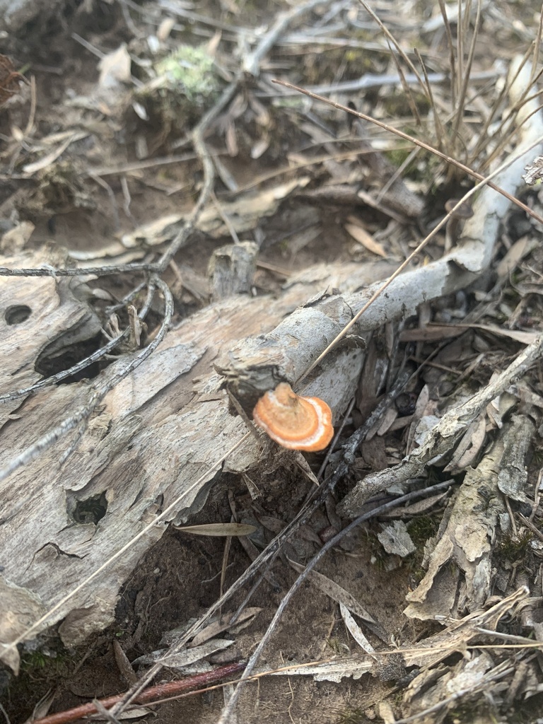 Southern Cinnabar Polypore from Croom Regional Sporting Complex, Croom ...