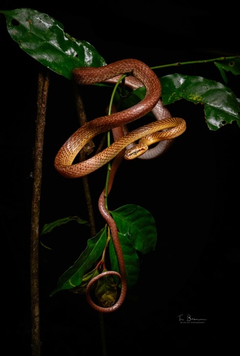 Tree Snakes (Dipsadoboa) - Snakes and Lizards