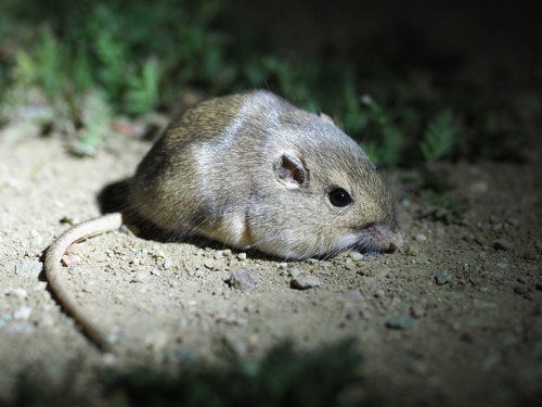Perognathus alticola · iNaturalist Ecuador