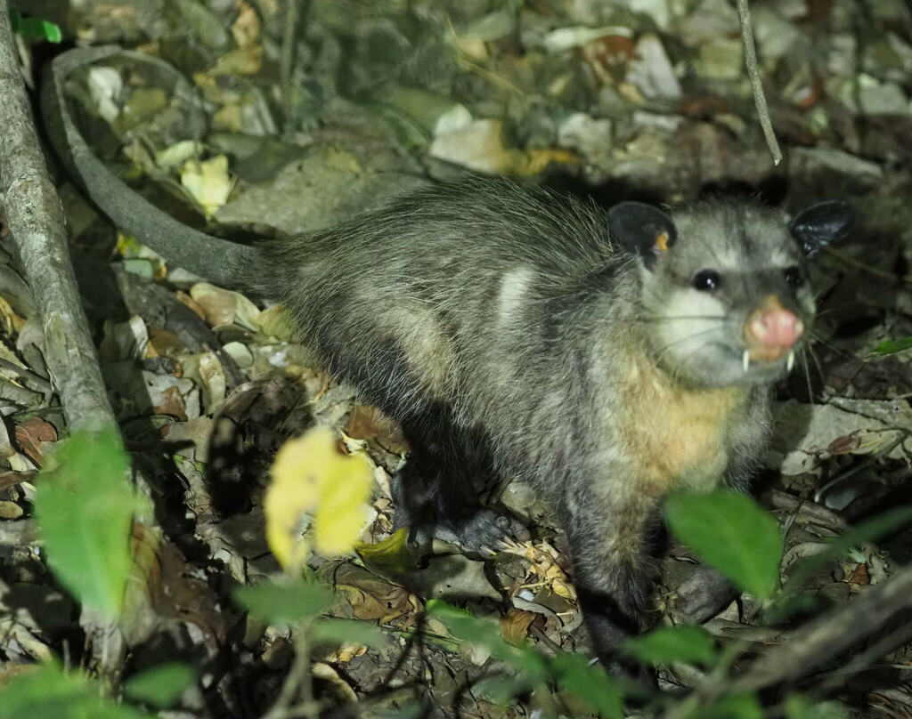 Virginia Opossum from Santa Ana, de, Provincia de Guanacaste, Nicoya ...