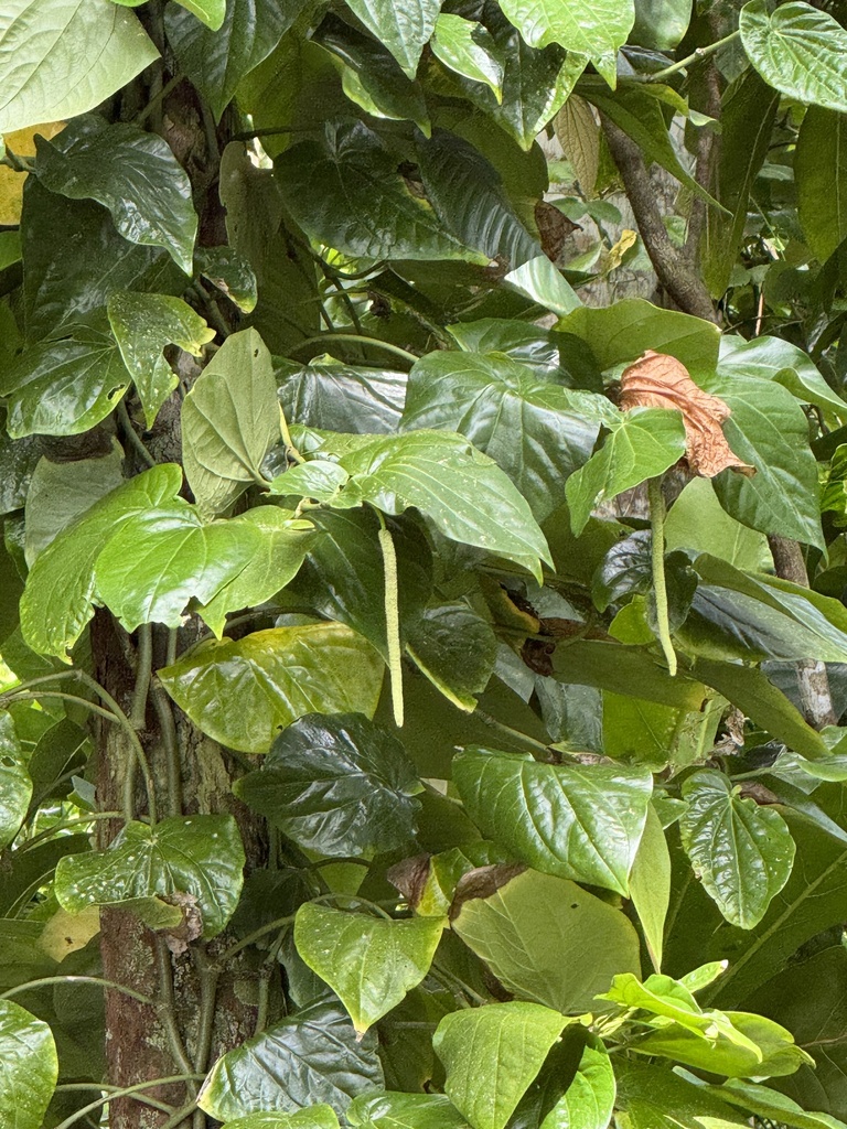 Piper fragile from Palau, PW on November 10, 2023 at 02:12 PM by ...
