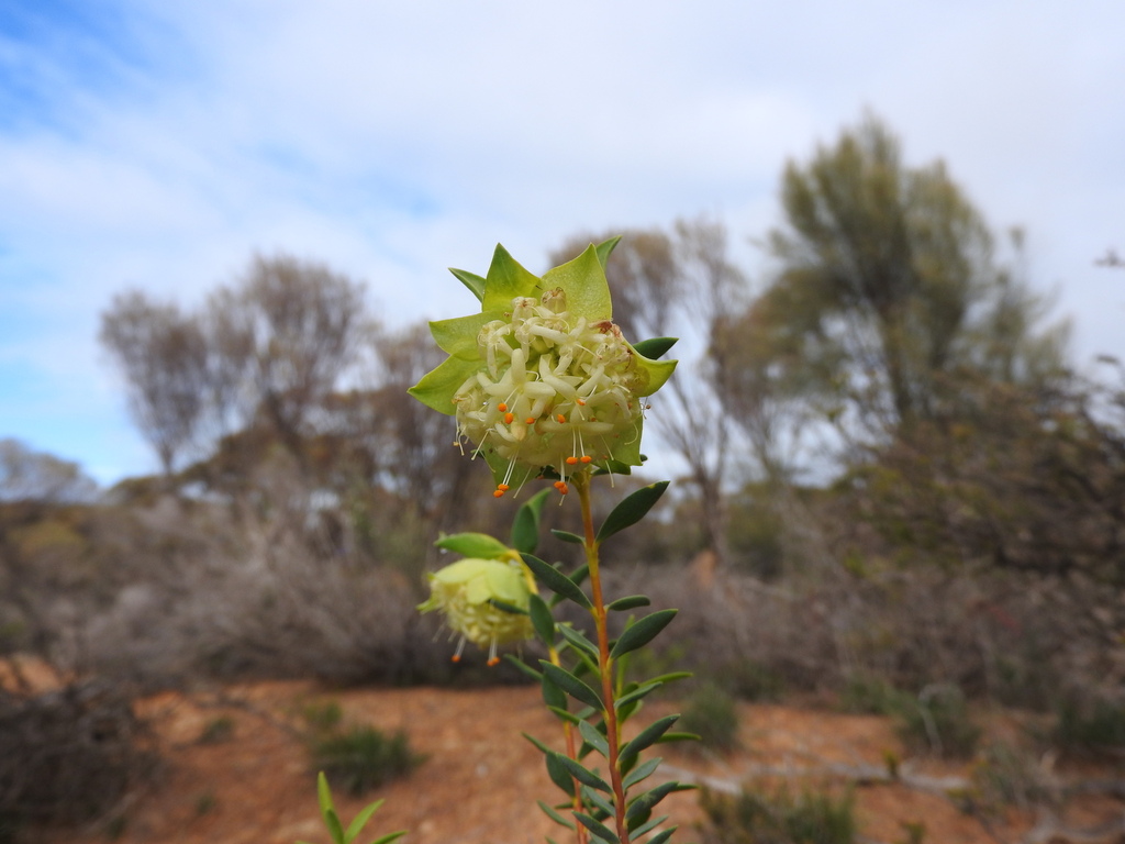 Pimelea cracens from Jitarning WA 6365, Australia on August 20, 2021 at ...