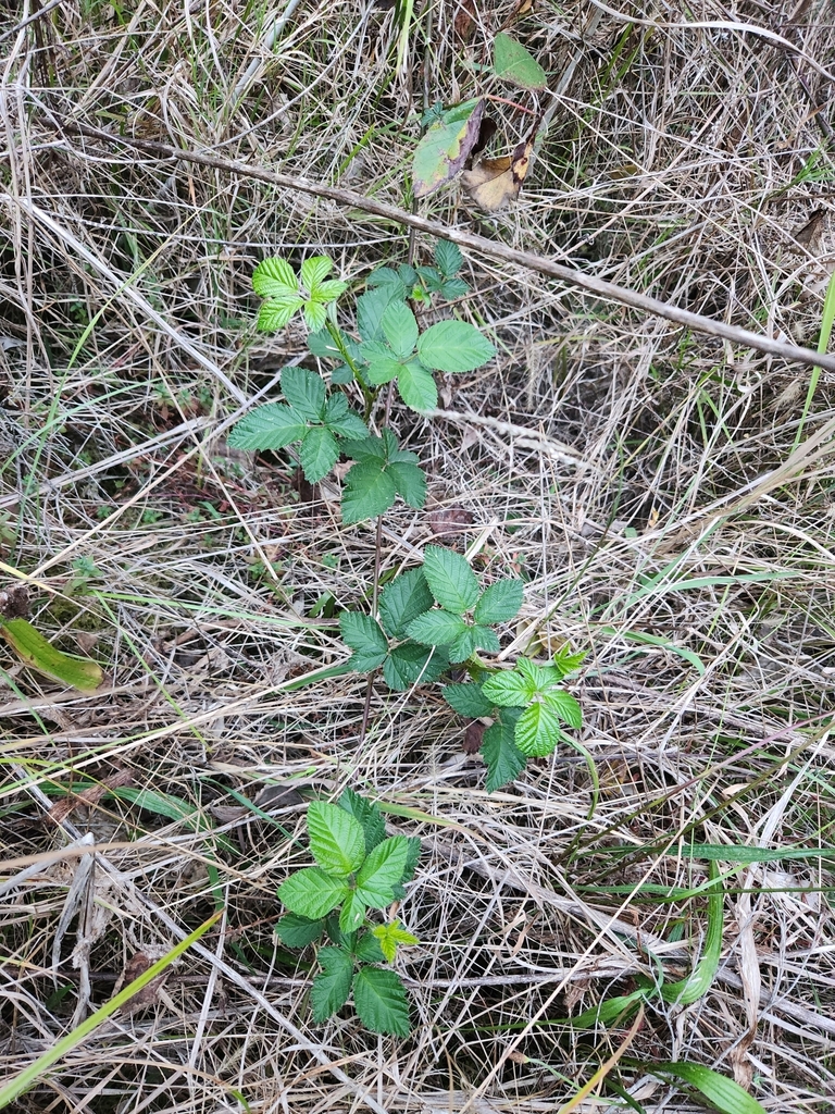 European blackberry complex from Croom NSW 2527, Australia on November ...