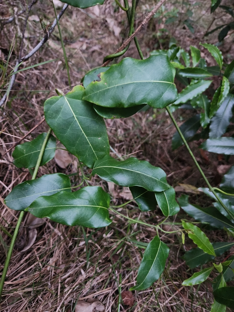 Common Milk Vine from Croom NSW 2527, Australia on November 10, 2023 at ...