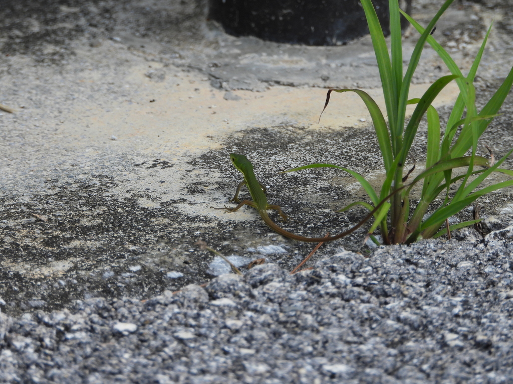 Green Grass Lizard in July 2023 by Sundar Lakshmanan · iNaturalist
