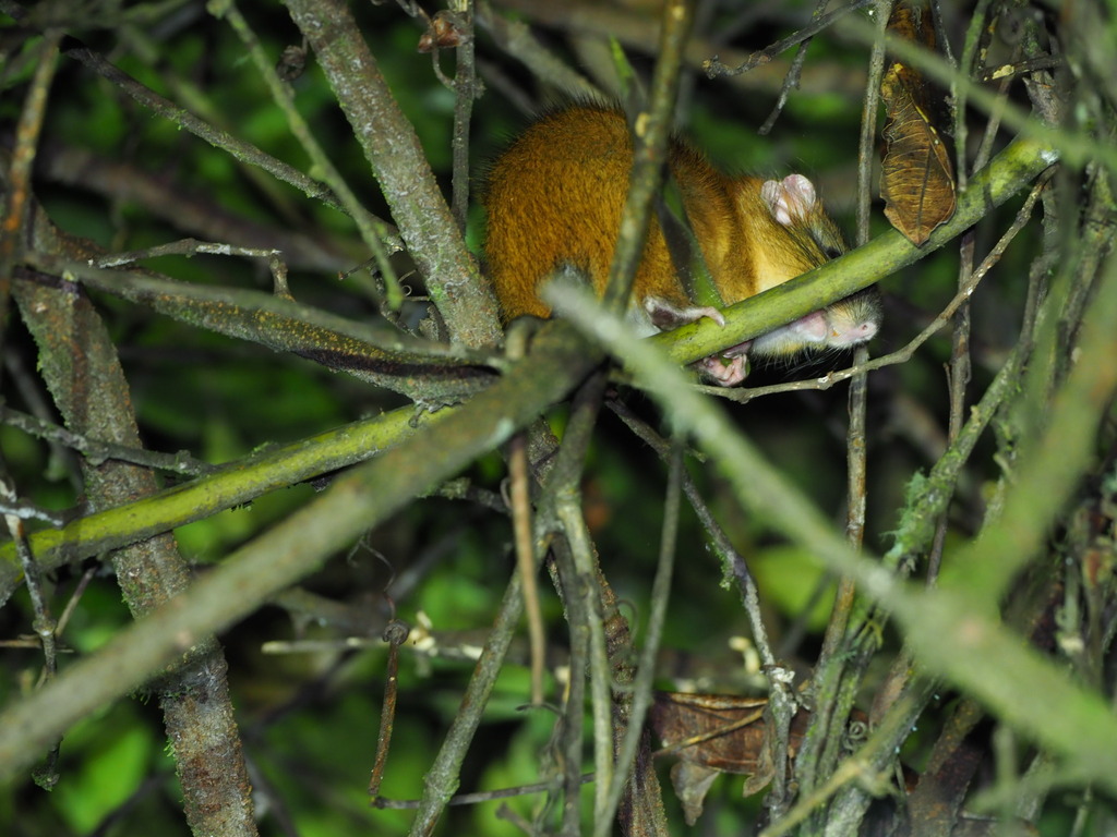 White-tailed Olalla Rat from Santa Rosa de Cabal, Risaralda, Colombia ...