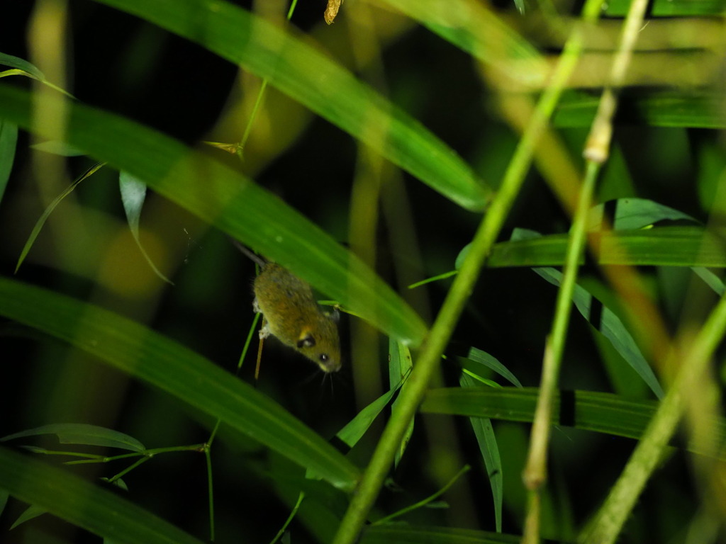 Delicate Pygmy Rice Rat from Pereira, Risaralda, Colombia on August 16 ...