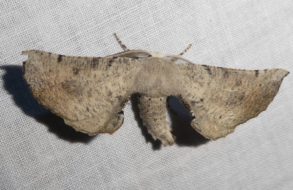 Broken Leaf Moth from Spring Gully VIC 3550, Australia on November 5 ...