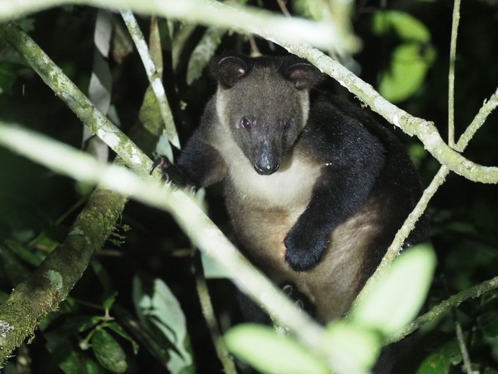 Ursine Tree Kangaroo in June 2023 by Venkat Sankar · iNaturalist