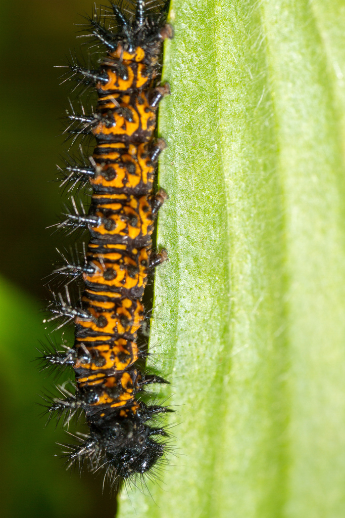 Baltimore Checkerspot (Common Caterpillars of Jennings) · iNaturalist