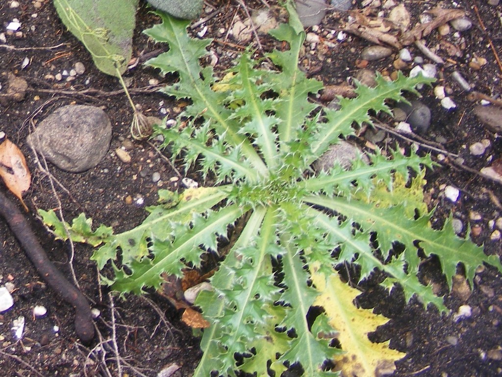 musk thistle from Walworth County, WI, USA on September 04, 2011 at 11: ...
