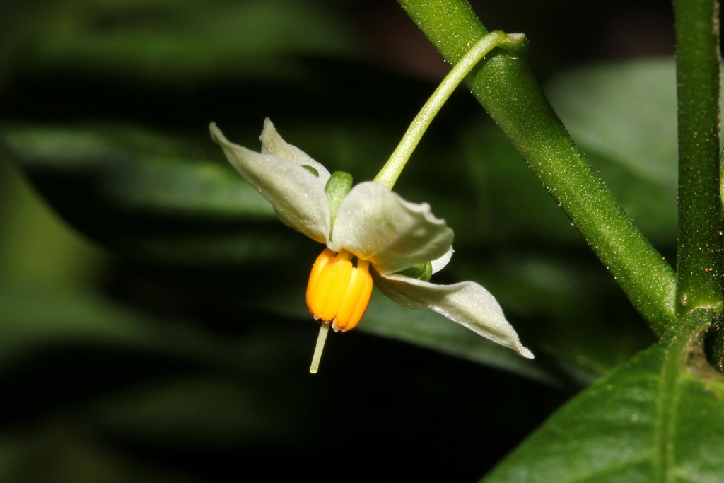 Jerusalem cherry from Struben Dam Bird Sanctuary on November 10, 2023 ...