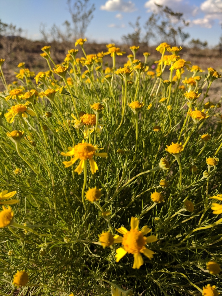 Helenieae from Redford, TX 79846, USA on March 19, 2019 at 06:59 PM by ...