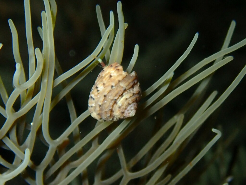 Clanculus plebejus from Flinders VIC 3929, Australia on November 1 ...