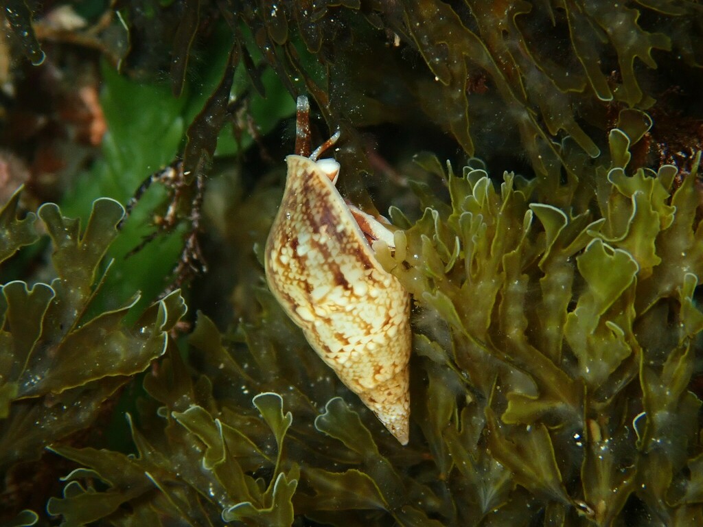 Mitrella semiconvexa from Flinders VIC 3929, Australia on November 1 ...