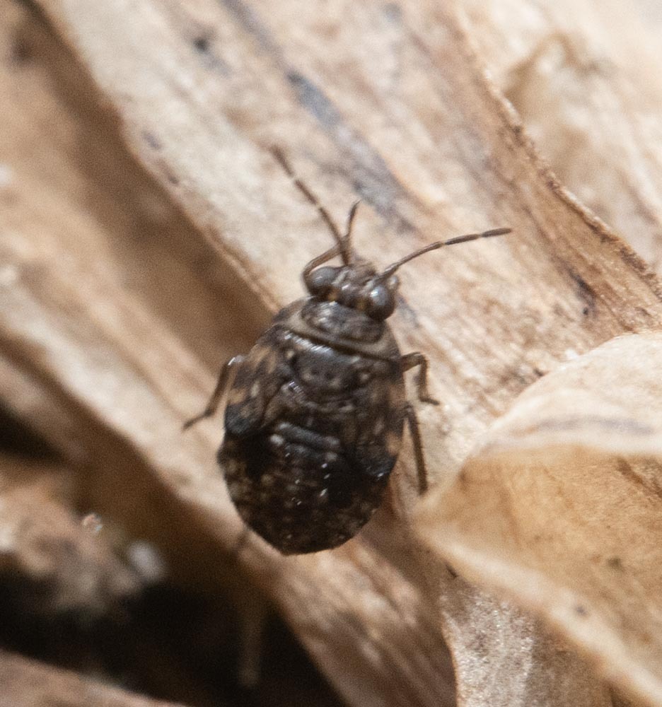 Shore bugs from Alburgh, VT 05440, USA on September 28, 2023 at 11:38 ...